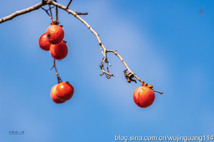 摄影欣赏：冬天里的火晶红柿子（图）|临潼|柿子|果形_新浪新闻