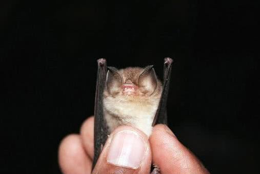 蝙蝠和老鼠有亲戚关系吗？长辈说吃了盐的老鼠会变蝙蝠？