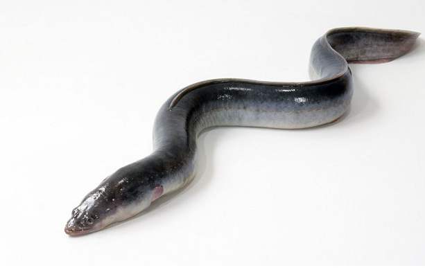 大自然赋予动物尾巴的“特殊”妙用