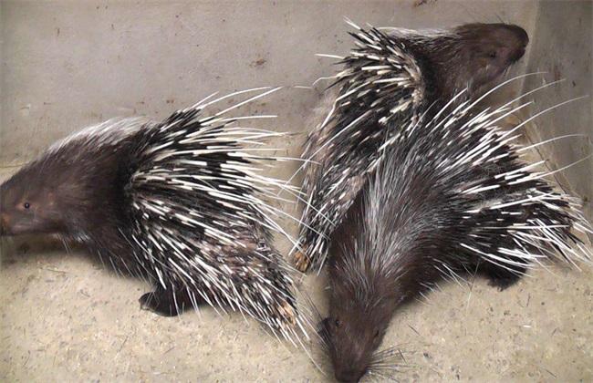 大自然赋予动物尾巴的“特殊”妙用