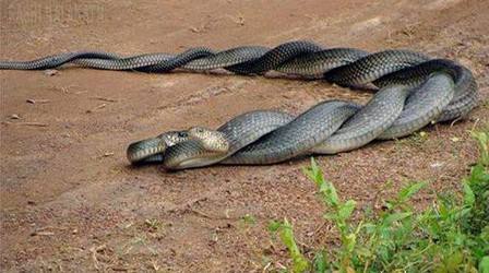 大自然赋予动物尾巴的“特殊”妙用