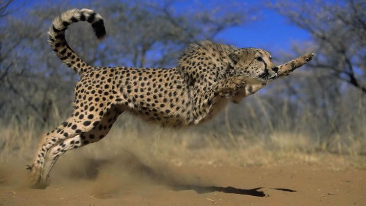 世界上跑得最快的10种动物，乌龟竟然在列，速度堪比“博尔特”！|旗鱼|速度|游隼_新浪新闻