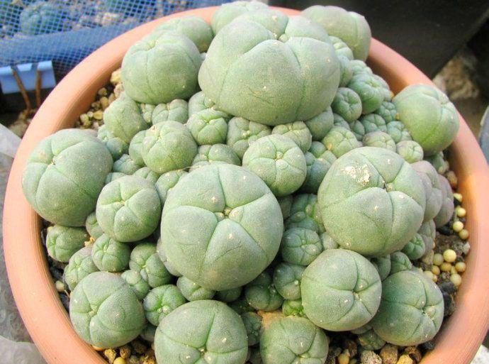 乌羽玉之肋骨乌二三事, 仙人球界的秘密|肋骨|南瓜|形容词_新浪新闻