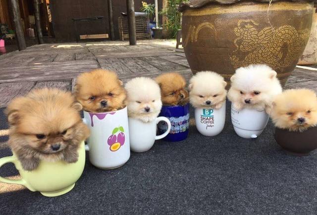 把小狗狗装进茶杯, 这么可爱的茶杯犬“咖啡”, 第二杯半价呦~|茶杯|小狗狗|半价_新浪新闻