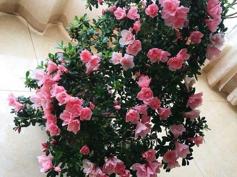 只要这么养，杜鹃花开花多，花期长，连开30天，一点都没难度！|杜鹃|杜鹃花|夏鹃_新浪新闻