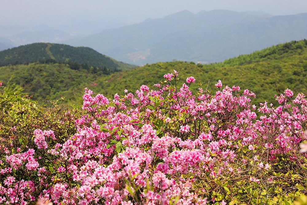 宁波杜鹃花胜地：金峨山上映山红