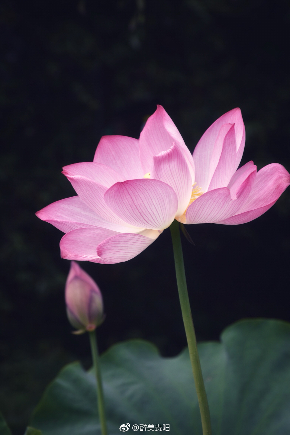 亭亭玉立，贵阳小车河湿地公园的荷花如此美，你去邂逅了吗|荷花|小车河|狼牙_新浪新闻