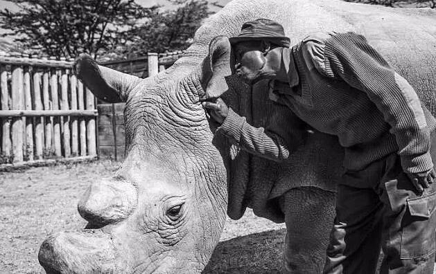 世界最后一头雄性北方白犀牛苏丹去世 我们将延续他的生命