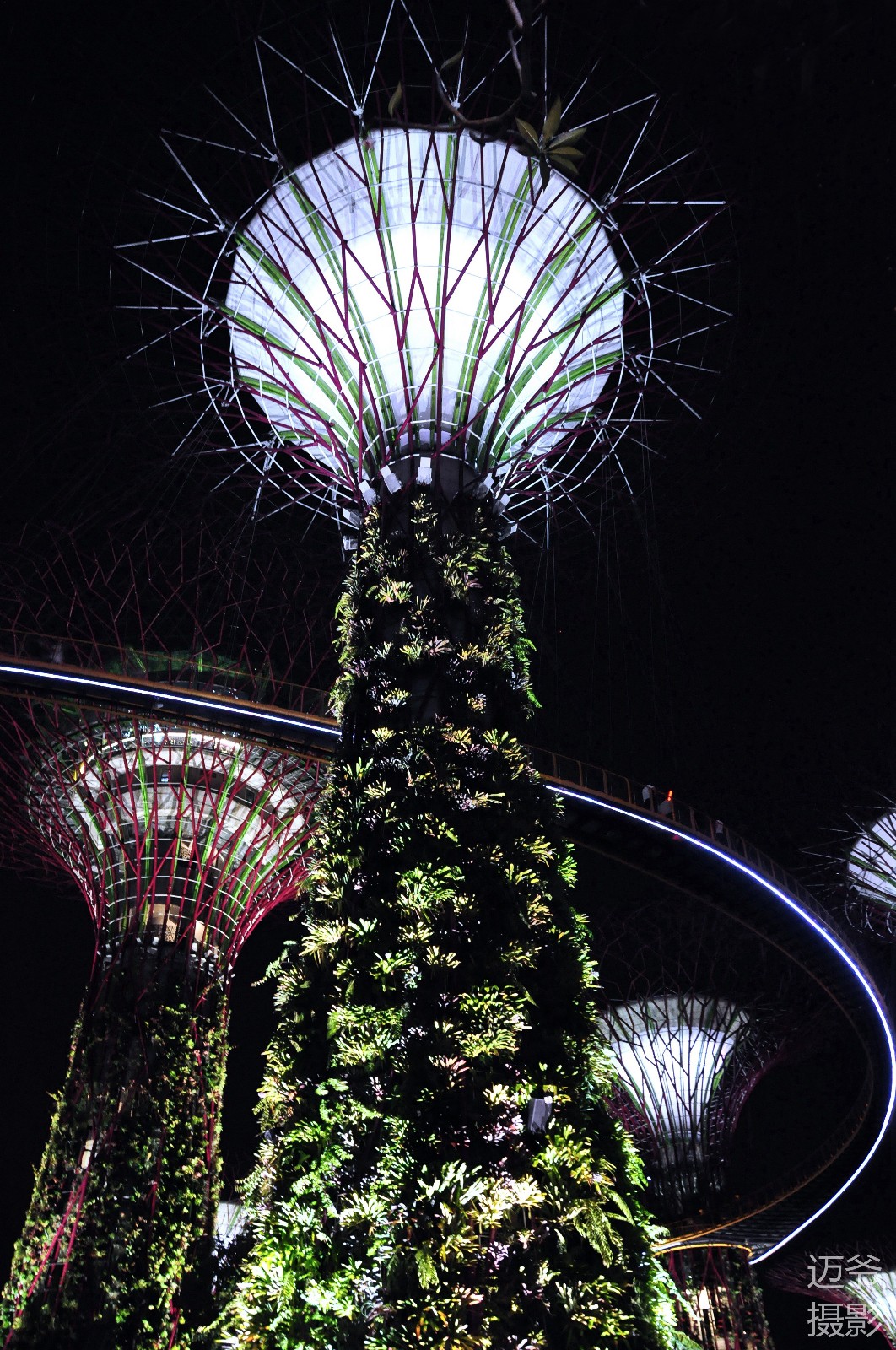 新加坡滨海湾花园超级树灯光秀【原创摄影】