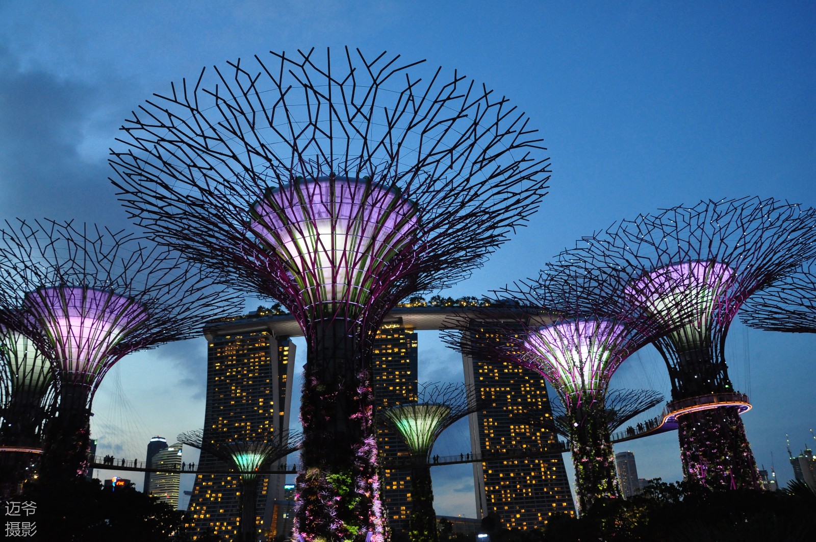 新加坡滨海湾花园超级树灯光秀【原创摄影】