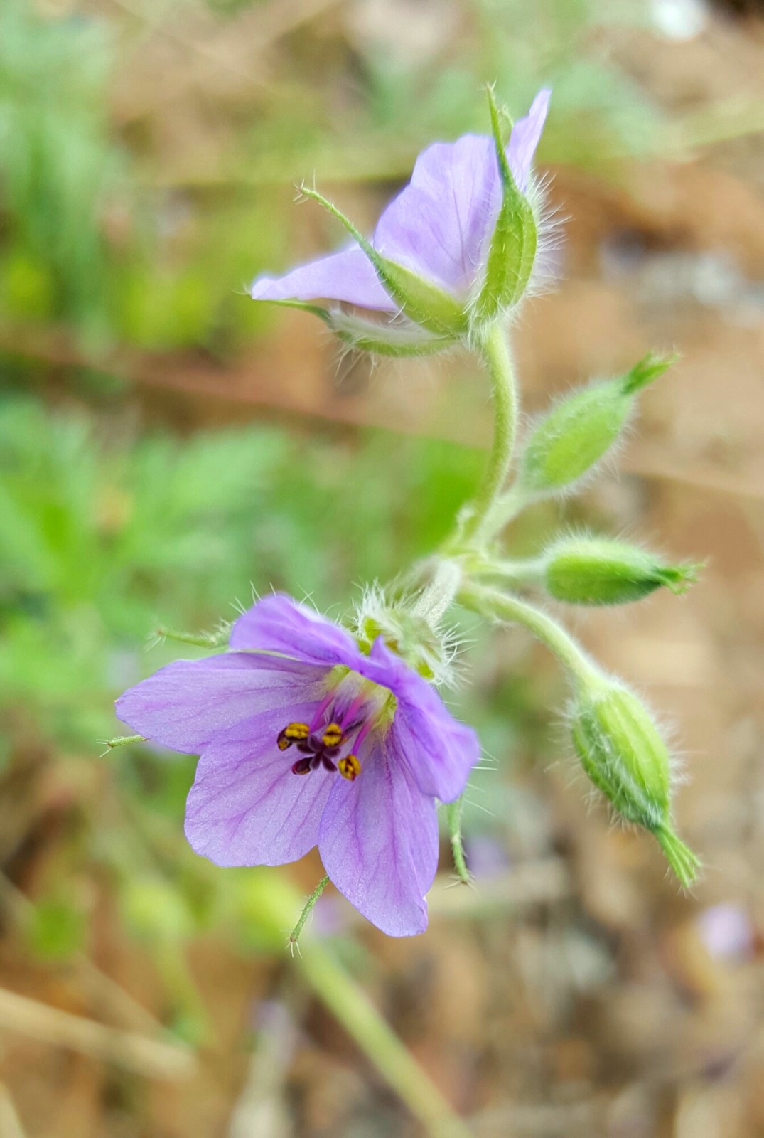 植物百科（四十八）牻牛儿苗|牛儿|柔毛|卵形_新浪新闻
