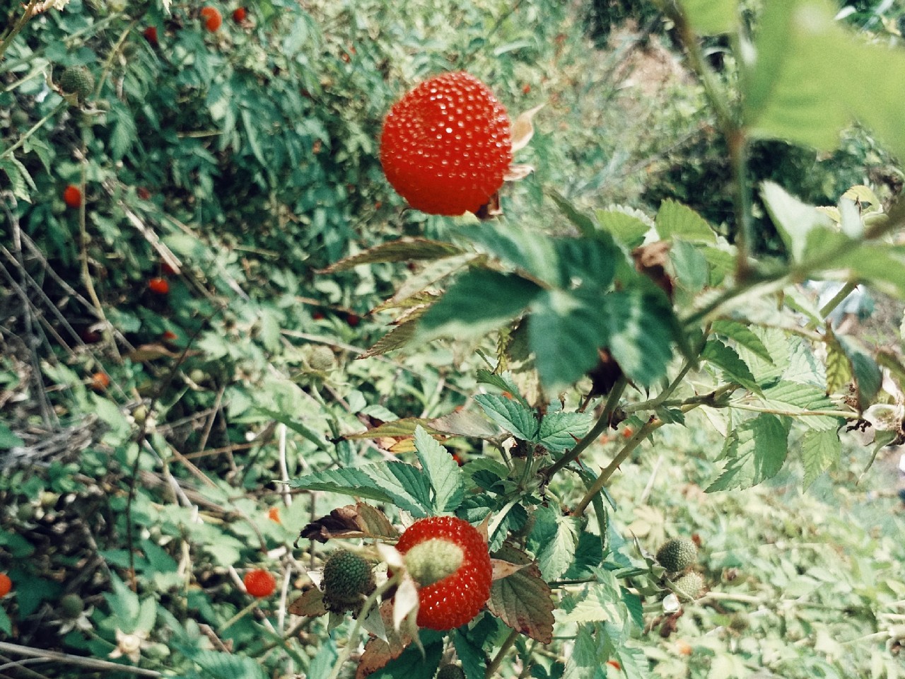一种学名叫树莓的野果，你们方言叫什么？|树莓|野果|学名_新浪新闻