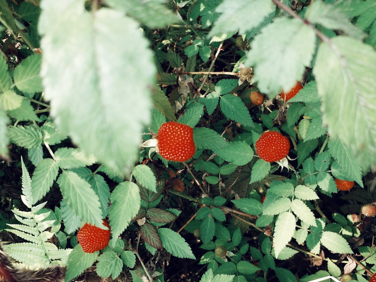 一种学名叫树莓的野果，你们方言叫什么？|树莓|野果|学名_新浪新闻