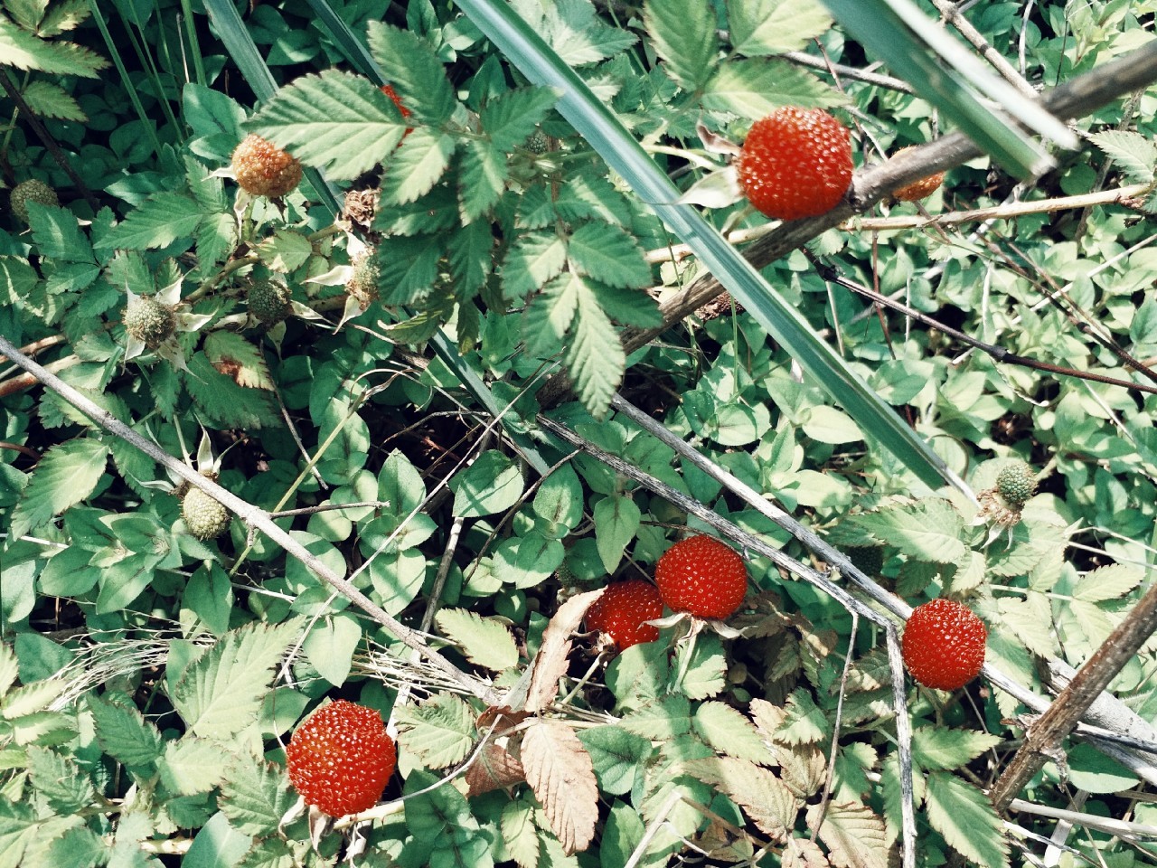 一种学名叫树莓的野果，你们方言叫什么？|树莓|野果|学名_新浪新闻