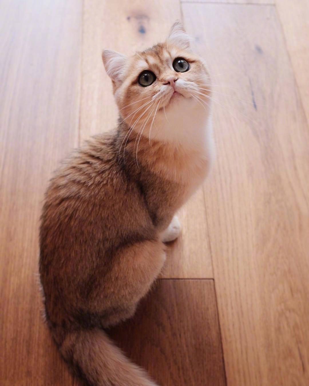 这只猫咪叫pumpkin，天生自带眼线的小美人！！！