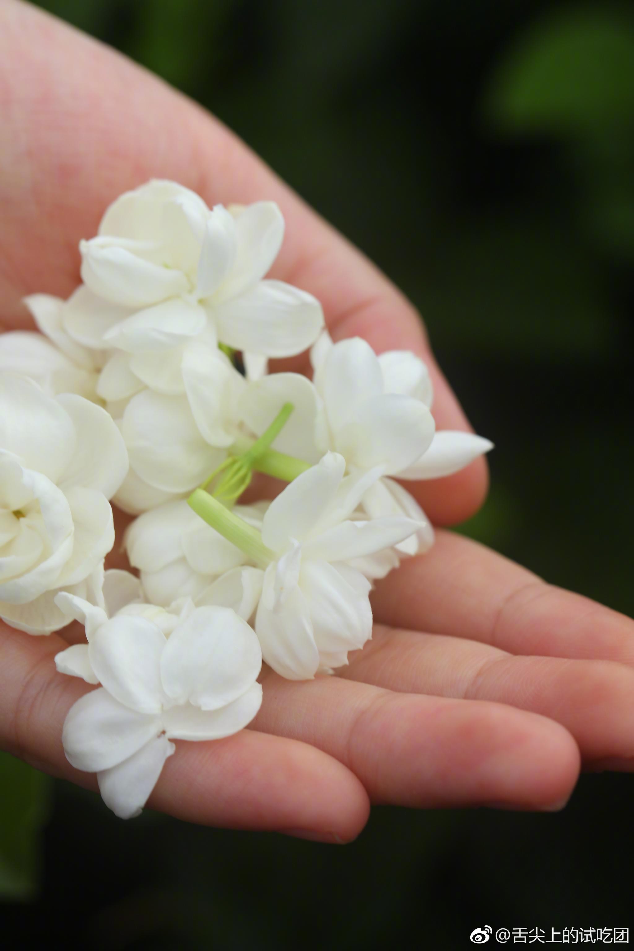 大清早赶到中华茉莉园，洁白无瑕的茉莉花带着朝露，正吐露着芬芳