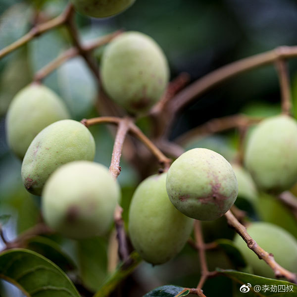 橄榄（学名：Canarium album (Lour.) Raeusch