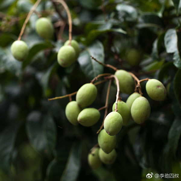 橄榄（学名：Canarium album (Lour.) Raeusch