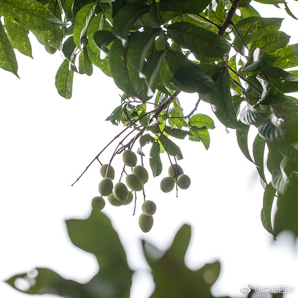 橄榄（学名：Canarium album (Lour.) Raeusch