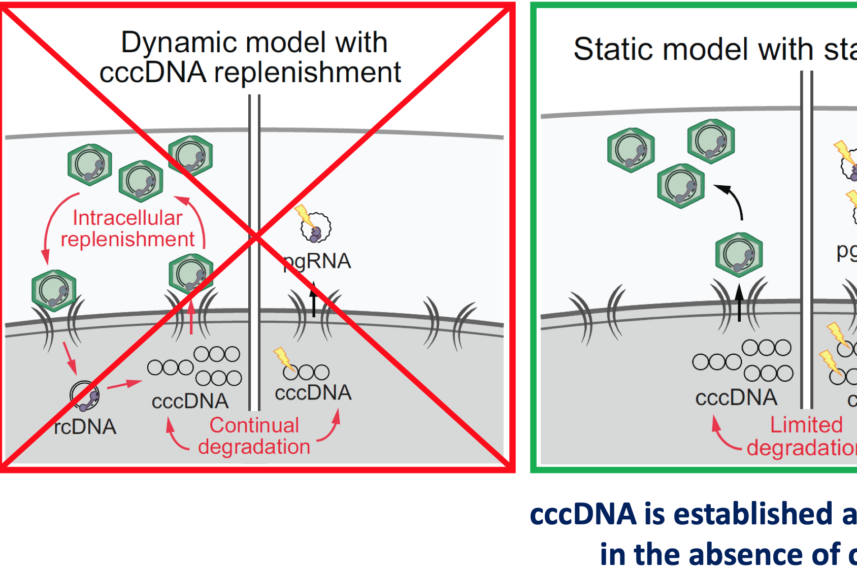 乙肝靶向cccDNA，第二届药物峰会，Vaillant博士介绍研究进展|乙肝|靶向|药物_新浪新闻