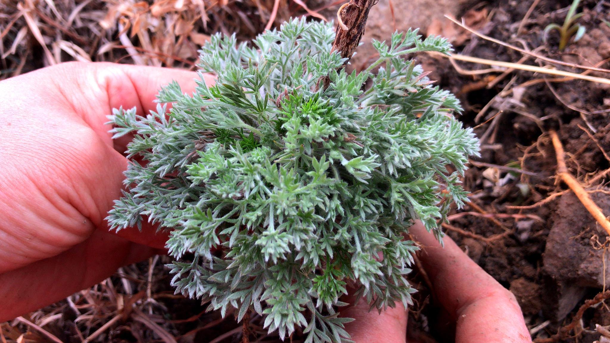 茵陈别名白蒿煮水，原来有那么高的价值？好多人不知它是宝_新浪新闻