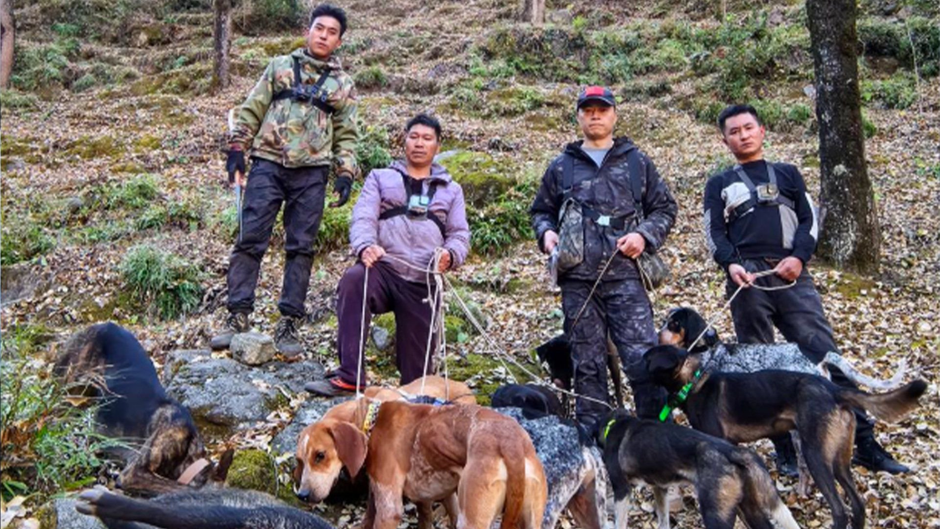 揭秘野猪猎捕队：职业猎人月薪过万，有16只猎犬在猎捕中丧生_新浪新闻