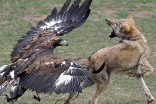 罕见金雕被捕获，是国家一级保护动物，还是个大吃货|国家一级保护动物|金雕|猛禽_新浪新闻