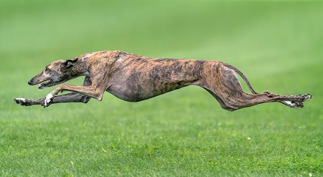 拥有超快速度的灵缇犬，是天生的运动员，主人该如何饲养一只灵缇