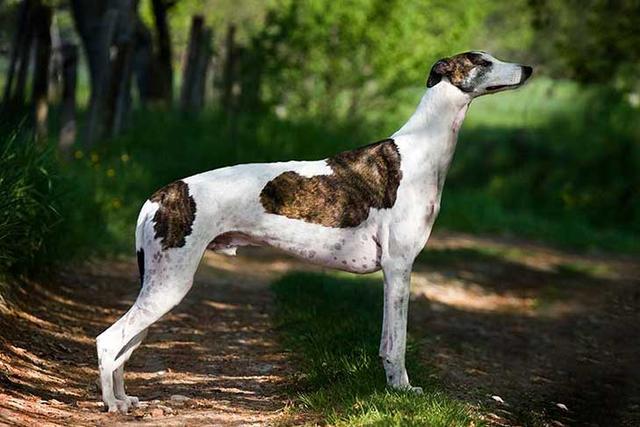 拥有超快速度的灵缇犬，是天生的运动员，主人该如何饲养一只灵缇