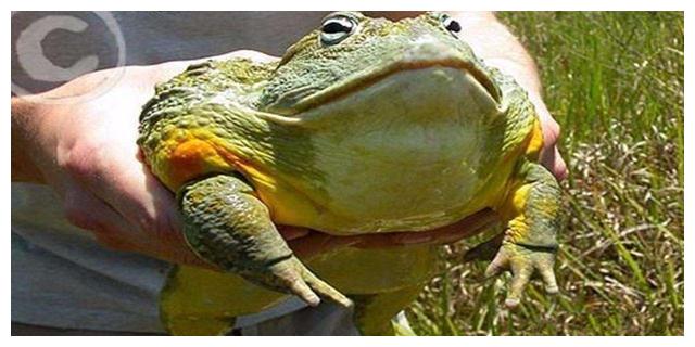 美国人见到它快哭了，引入中国后，名气超过小龙虾，人人都吃过__财经头条