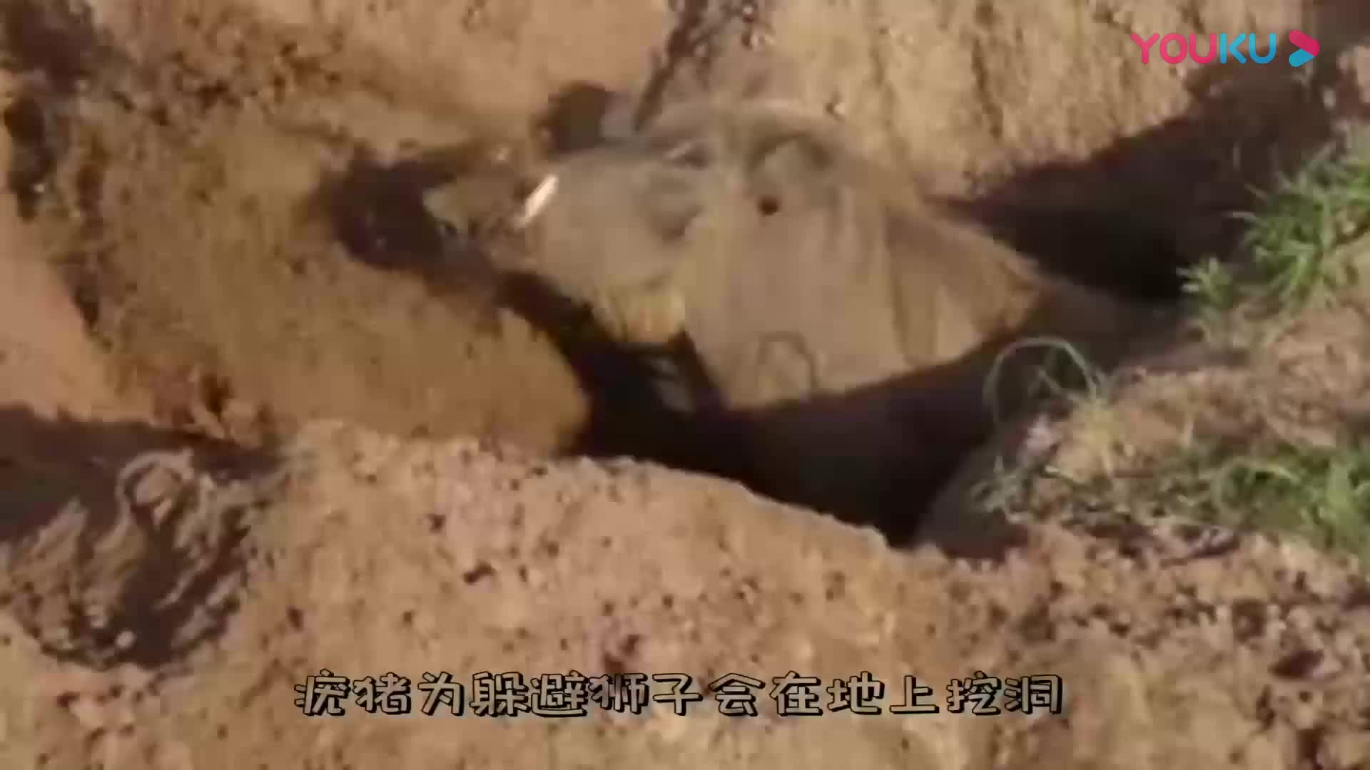 几头狮子趴在地上蹲守疣猪洞,正打盹时,疣猪飞奔而出 狮子 新浪新闻