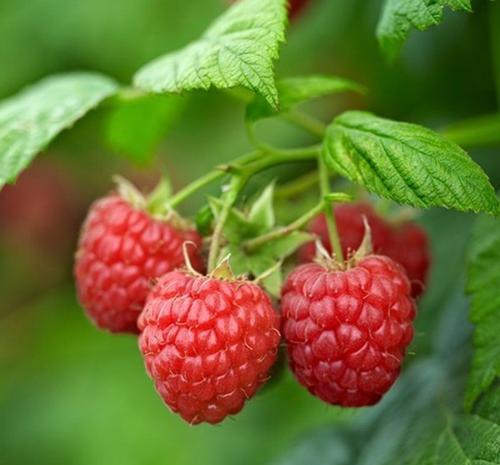 树莓是一种怎样的植物，有什么利用价值|树莓|果实|植物_新浪新闻