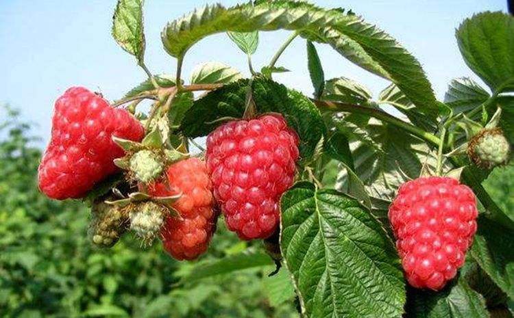 树莓是一种怎样的植物，有什么利用价值|树莓|果实|植物_新浪新闻