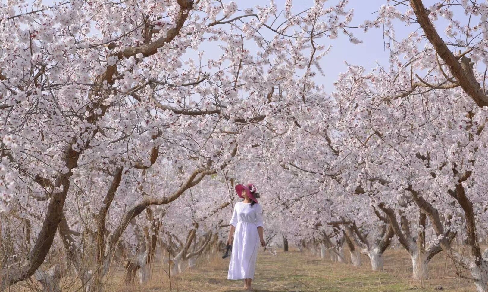 新疆托克逊的万亩杏花盛开时节，拍组美照定格青春，留住春天