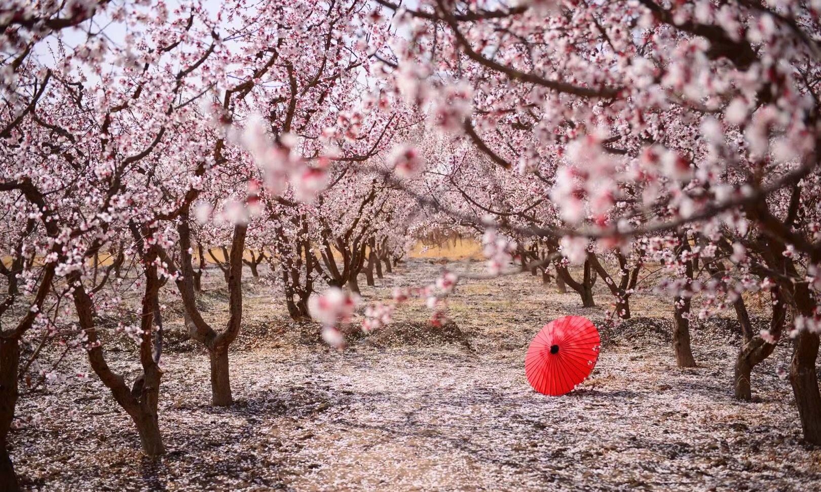 新疆托克逊的万亩杏花盛开时节，拍组美照定格青春，留住春天