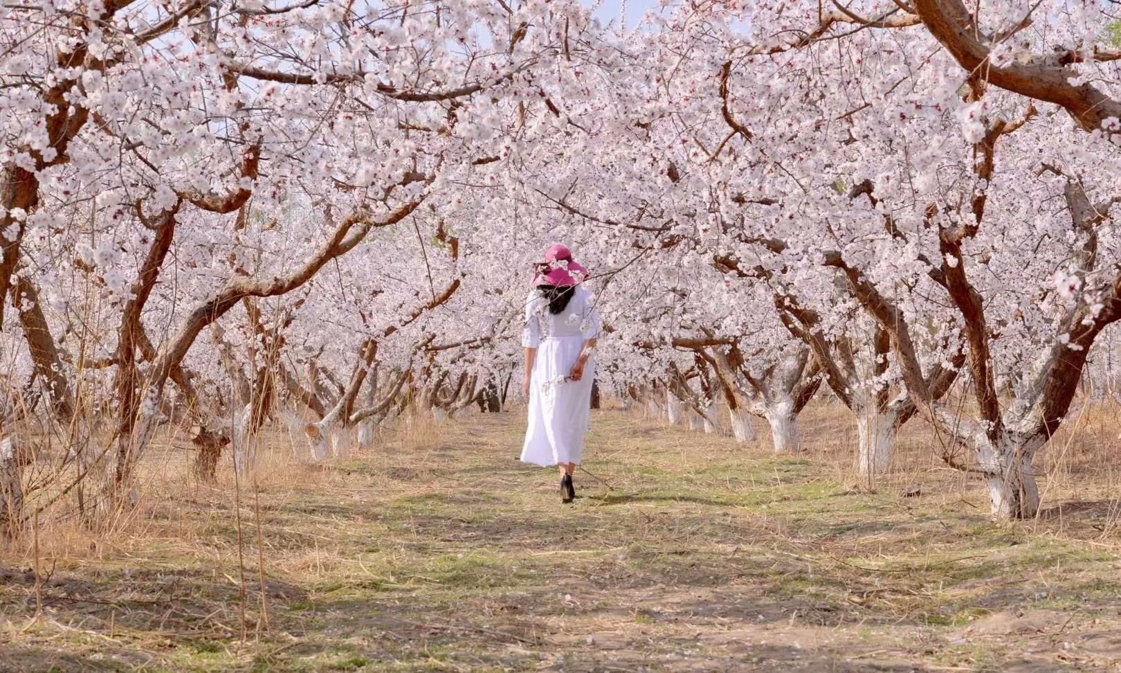 新疆托克逊的万亩杏花盛开时节，拍组美照定格青春，留住春天