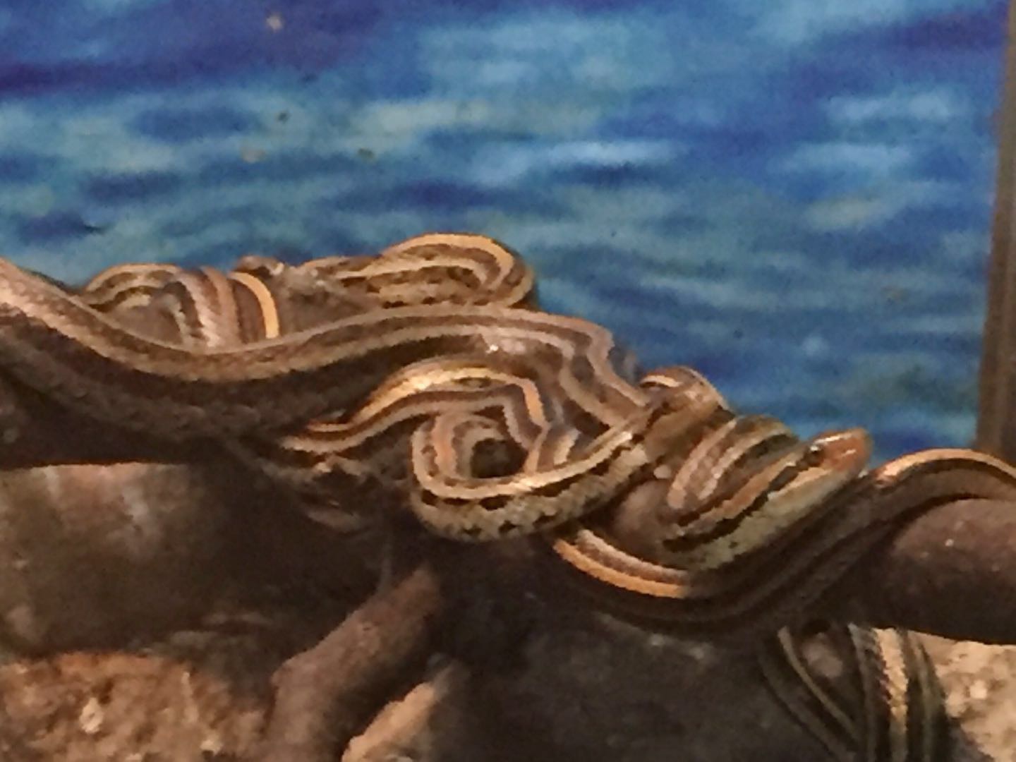 十五种蛇系列之8种赤练蛇、血蟒、白唇蟒、球蟒乌梢蛇眼镜蛇等