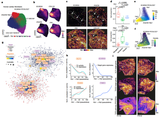 Nature单细胞转录组及空间转录组联合构建人心肌梗死高分辨率图|心肌梗死|细胞|心肌_新浪新闻