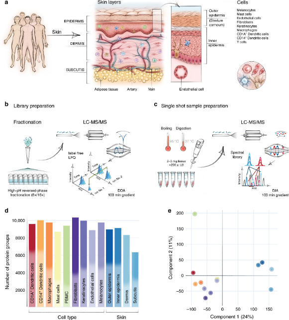4D-DIA蛋白组学平台首次成功构建人类皮肤蛋白质学图谱|细胞|蛋白|皮肤_新浪新闻