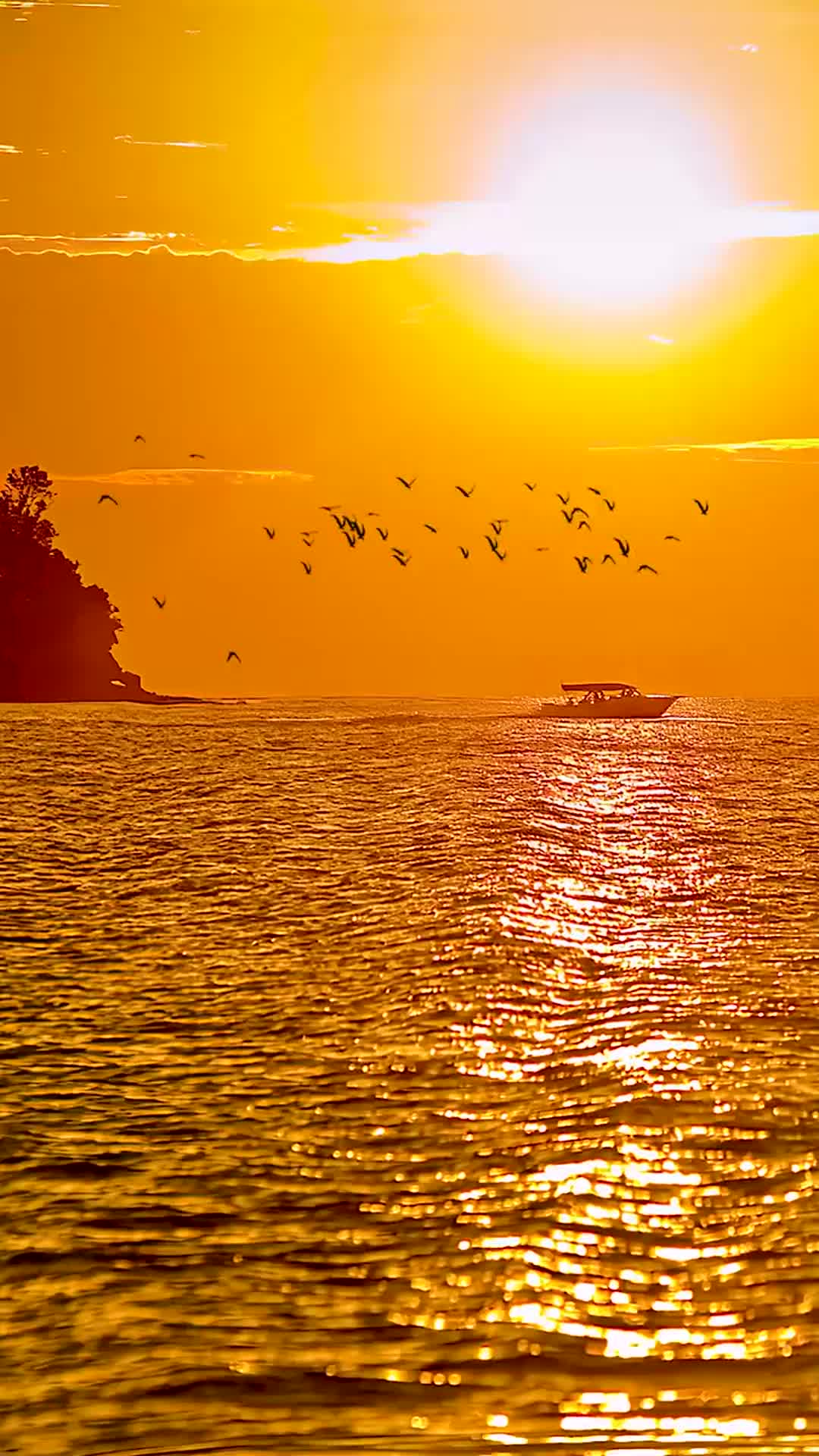 一首经典老歌《东方红艳-中国茶》越听越好听，希望你们喜欢_新浪新闻