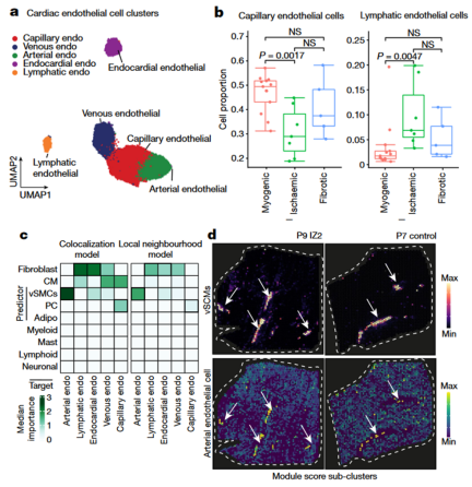 Nature单细胞转录组及空间转录组联合构建人心肌梗死高分辨率图|心肌梗死|细胞|心肌_新浪新闻