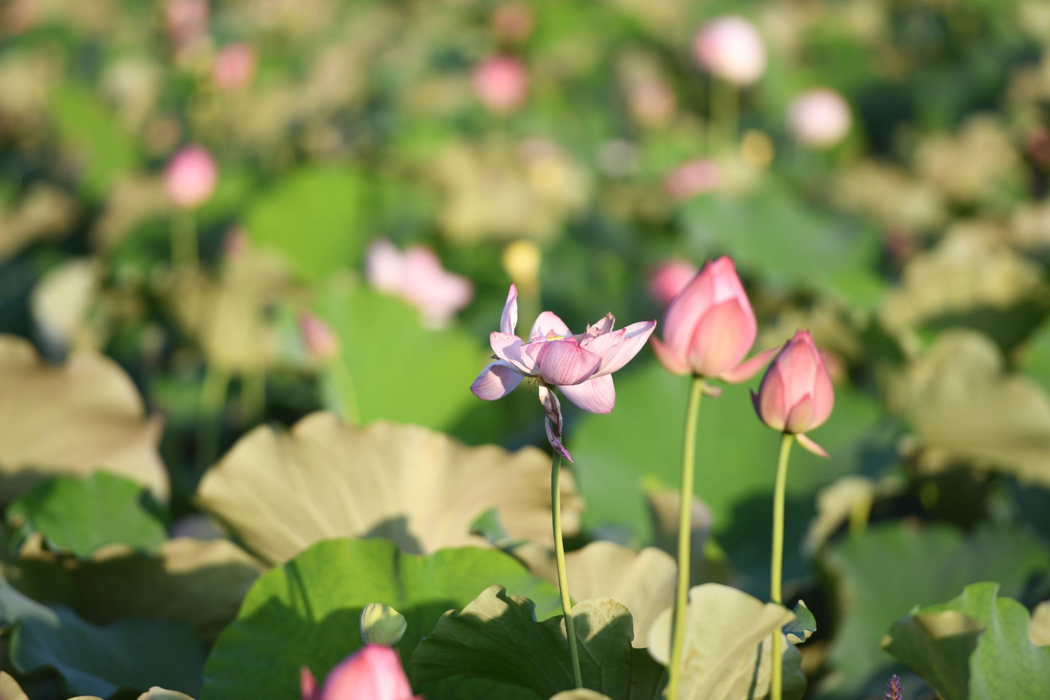 湖州安吉：美丽乡村余村荷花盛开，荷塘雅趣美，荷韵浓