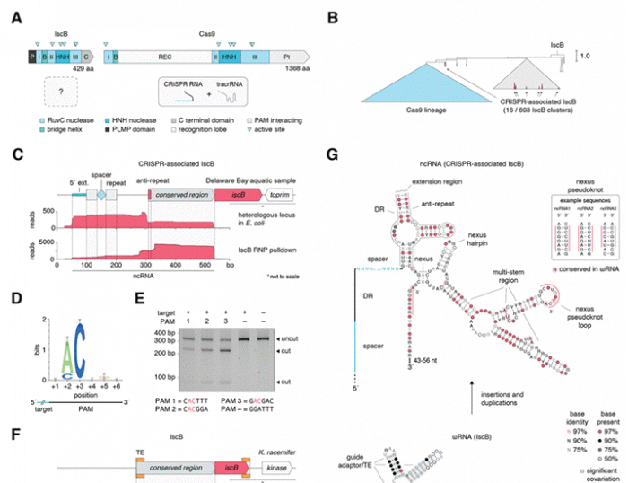 陈根：全新基因编辑酶，或更容易进入细胞__财经头条
