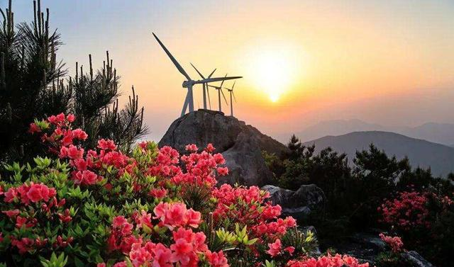 万亩杜鹃花海染红了台州这几座山头