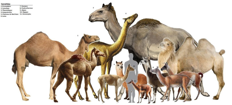 最早的骆驼只有兔子大小？一文读懂骆驼的进化史__财经头条