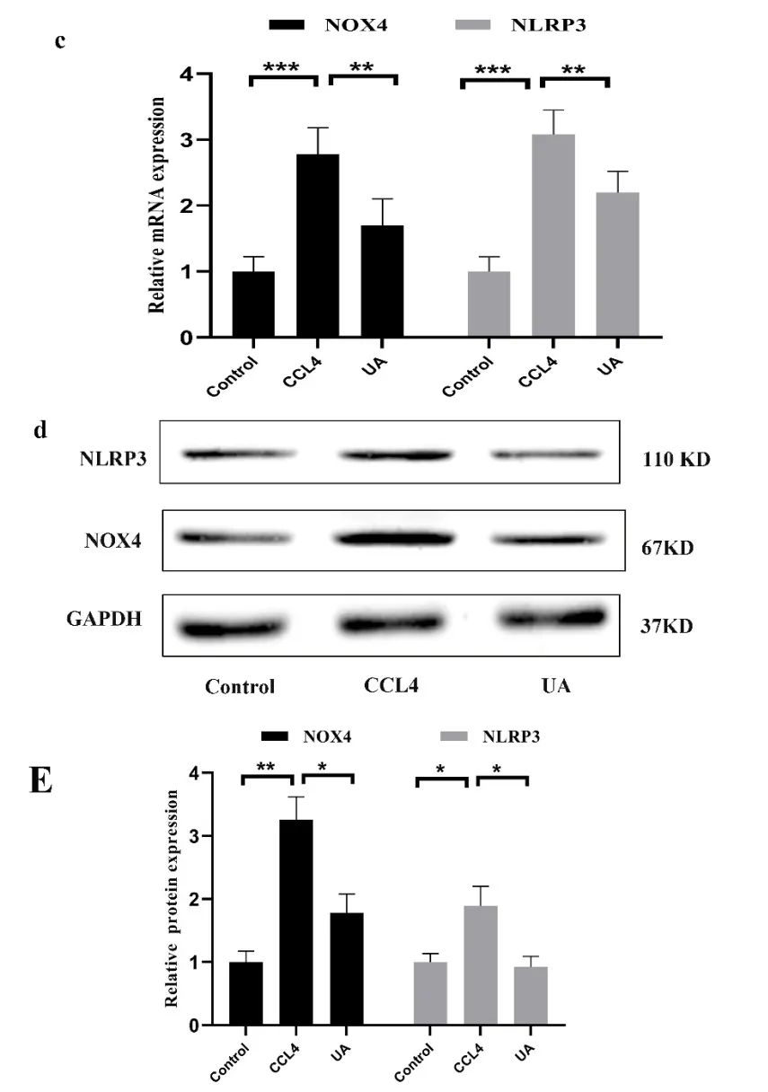 微生物多样性测序探究肠道细菌失衡与肝纤维化的重要驱动因素