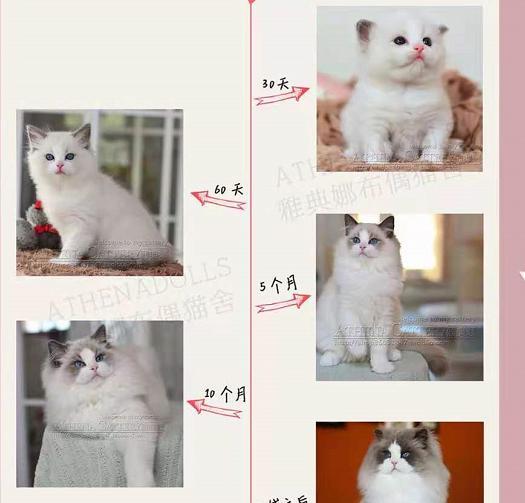带你养猫系列——传统系布偶、波斯系布偶和新脸版布偶如何区分
