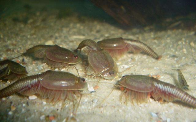 它曾与恐龙活在同一时期，躲过三次生物大灭绝，如今却被用来喂鸡