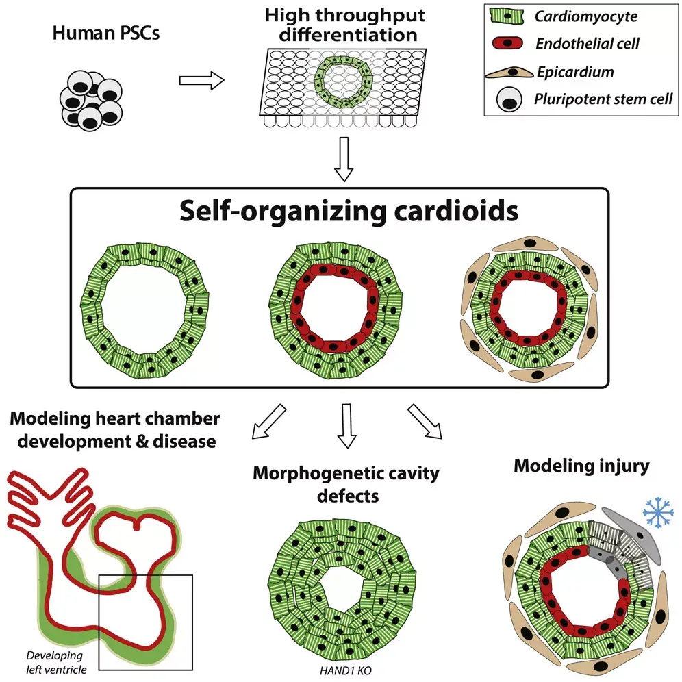 iPSC来源类器官：研究新高地|Cell|器官|心脏类_新浪新闻