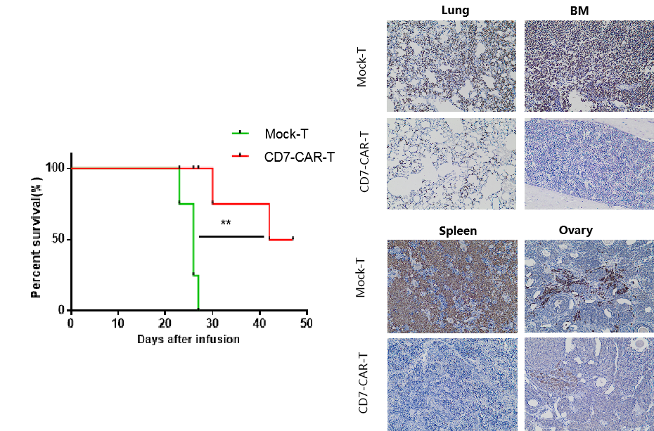博生吉自体CD7-CAR-T细胞疗法临床试验取得突破进展__财经头条